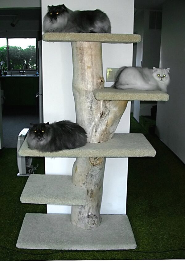 Gallery - Phoenix Feline Furniture