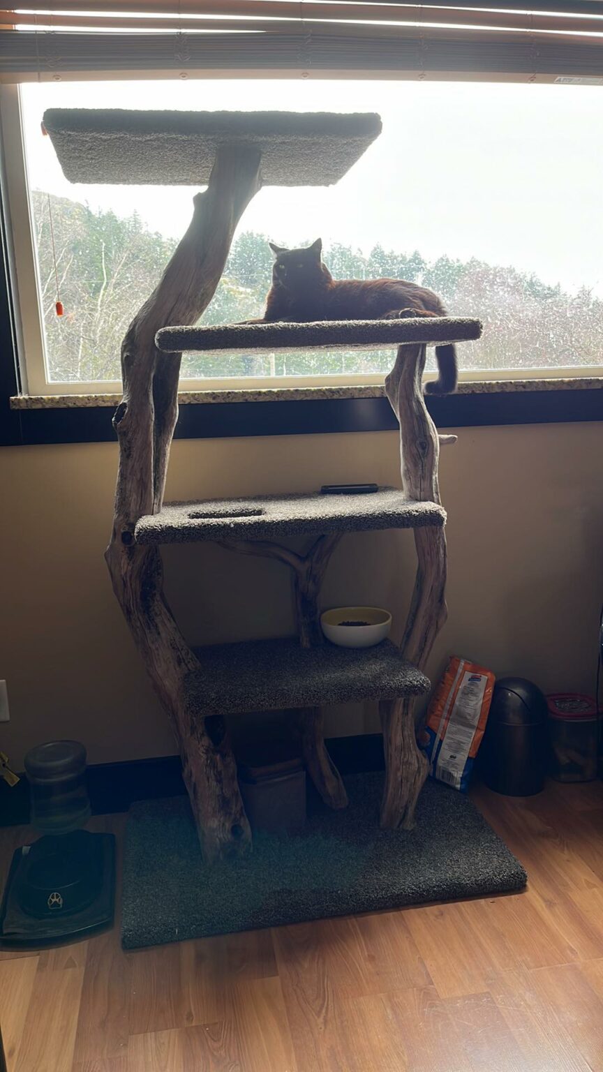 Gallery - Phoenix Feline Furniture