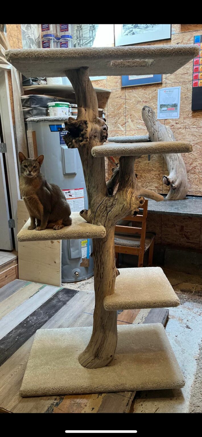 Gallery - Phoenix Feline Furniture